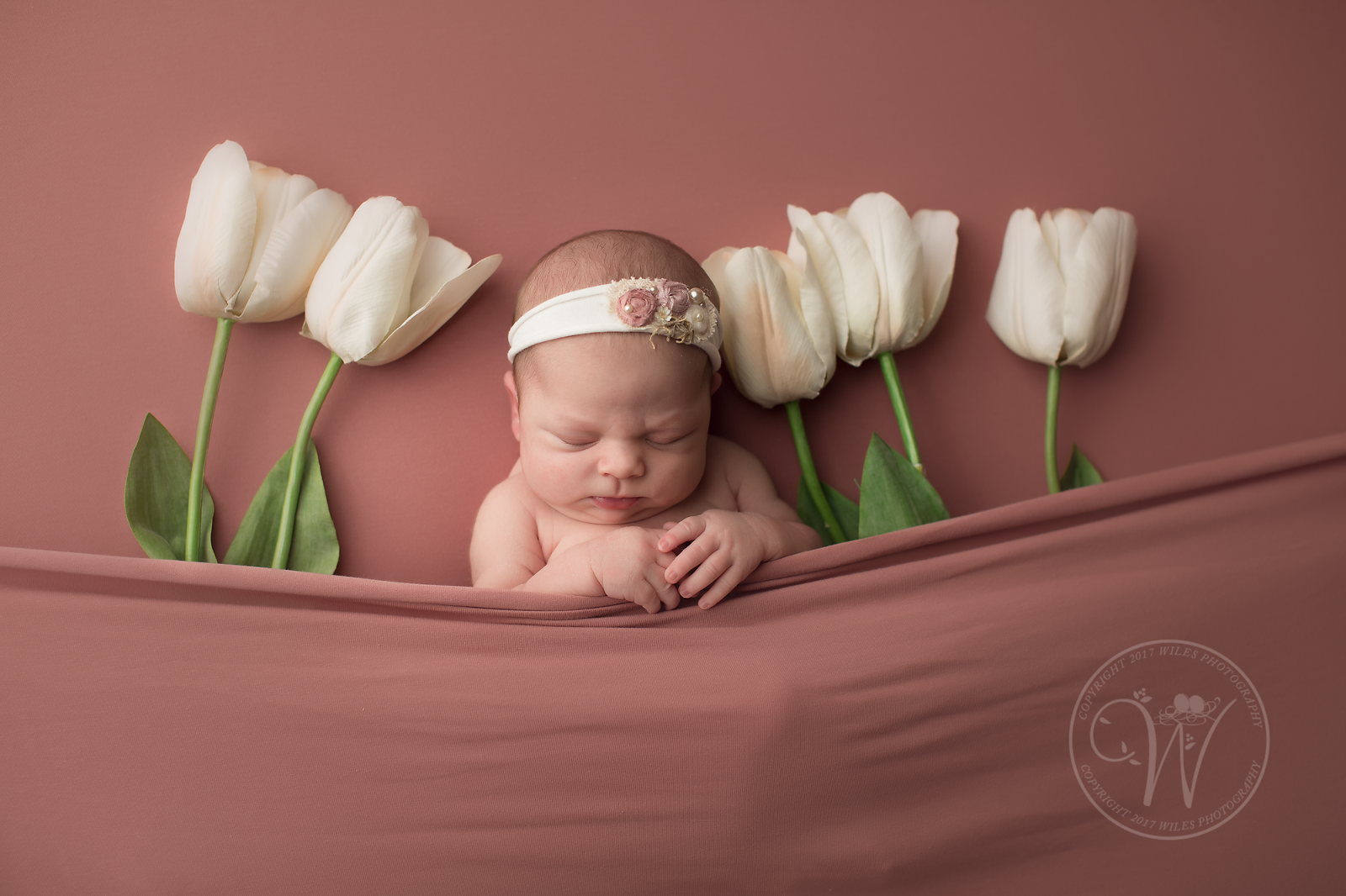 home » Wiles Photography